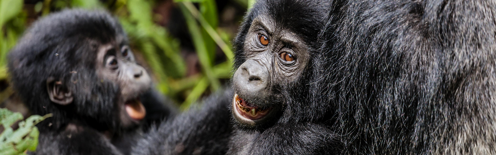 2 Days Gorilla Tracking Adventure Tour Rwanda