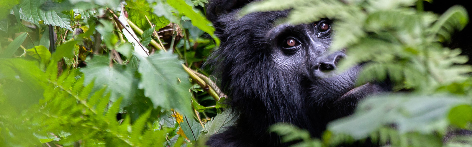 2 Days Gorilla Tracking Uganda Tour Safari