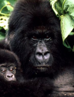 Aga Safaris | Explore The Wilderness Luxury Safaris Gorilla Trekking ...