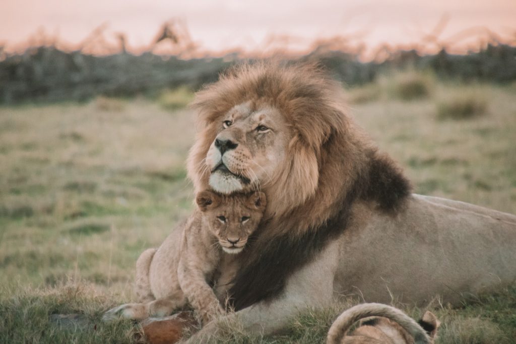 Africa's Big Five Safaris | Aga safaris